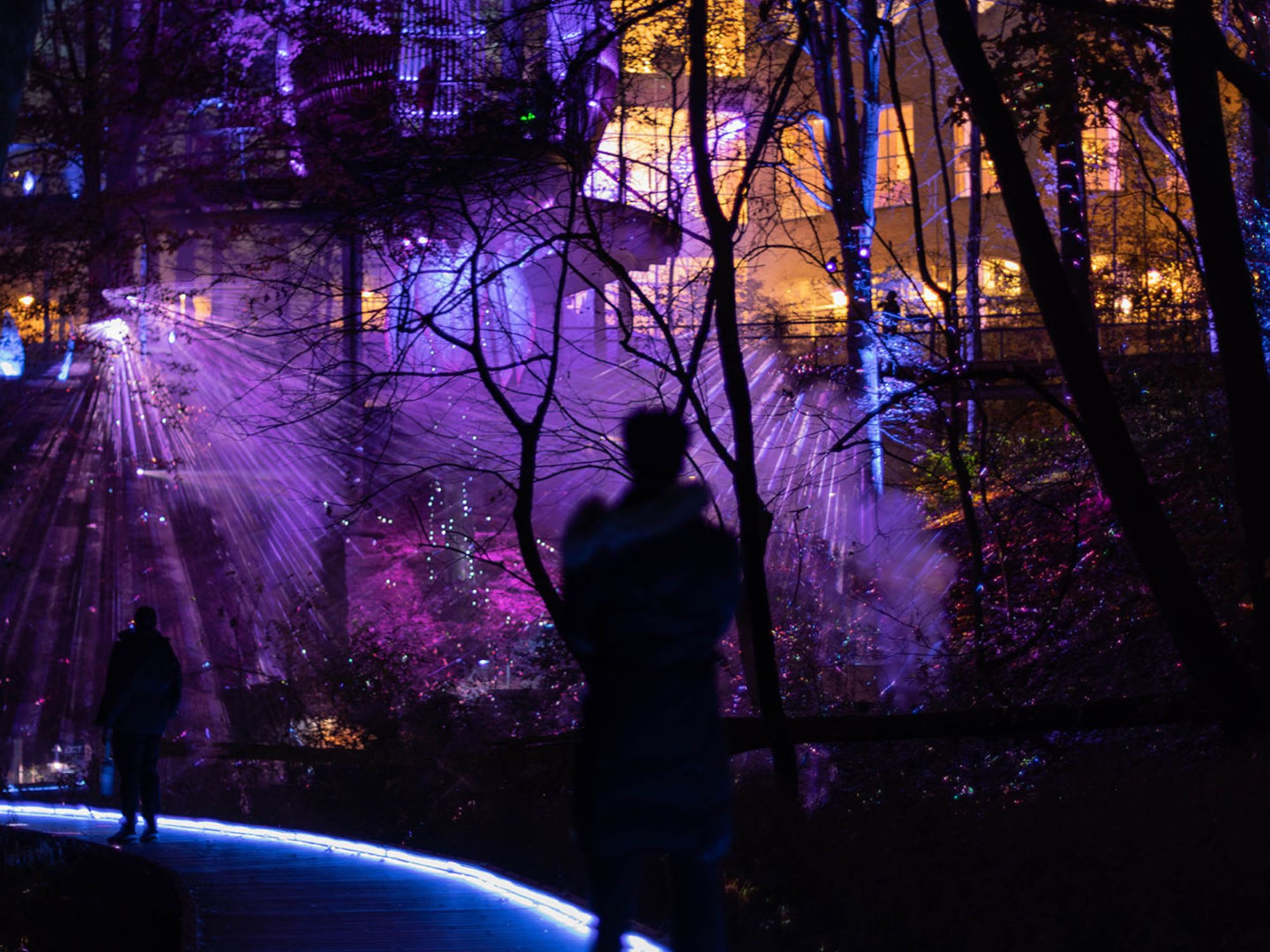 WildWoods : AGLOW - Immersive Forest at Ferbank Museum