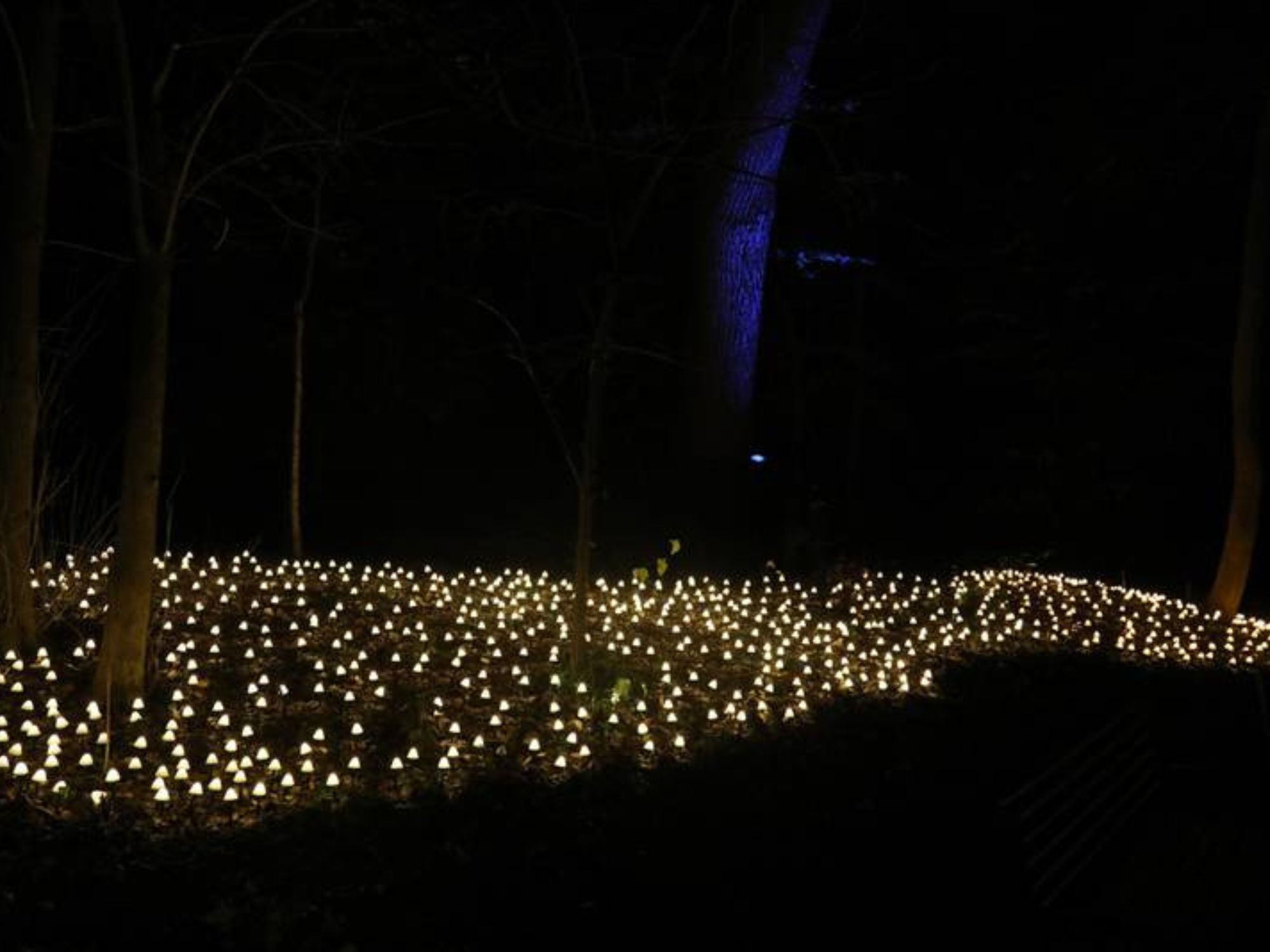 WildWoods : AGLOW - Immersive Forest at Ferbank Museum